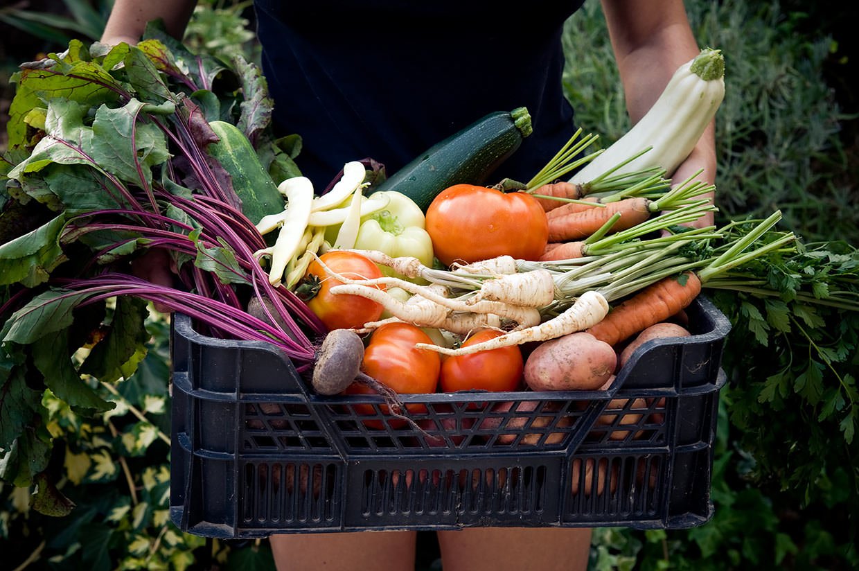 Community Supported Agriculture (CSA) Programs | MyFoodDiary
